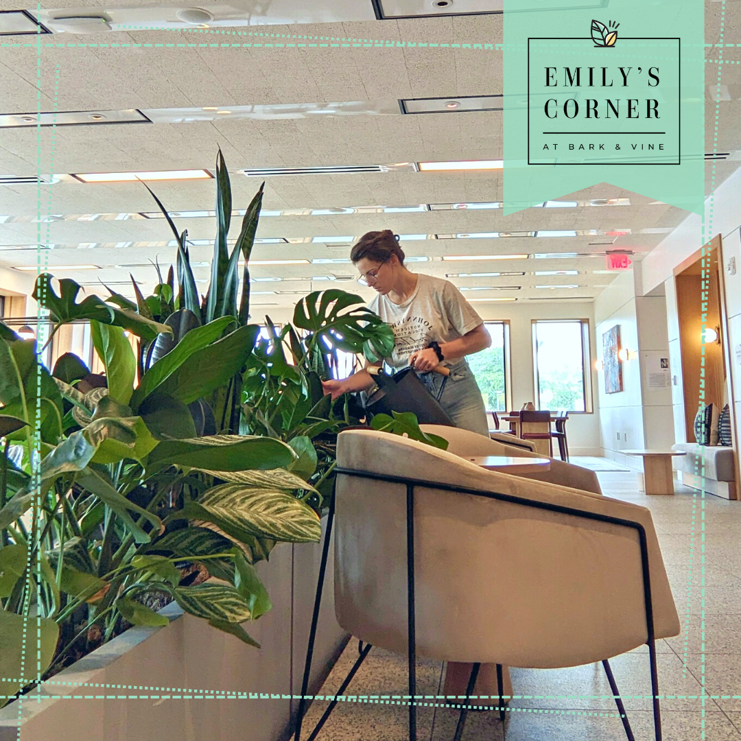 Plant Installations: Transforming Spaces With Custom House Plant Desig ...