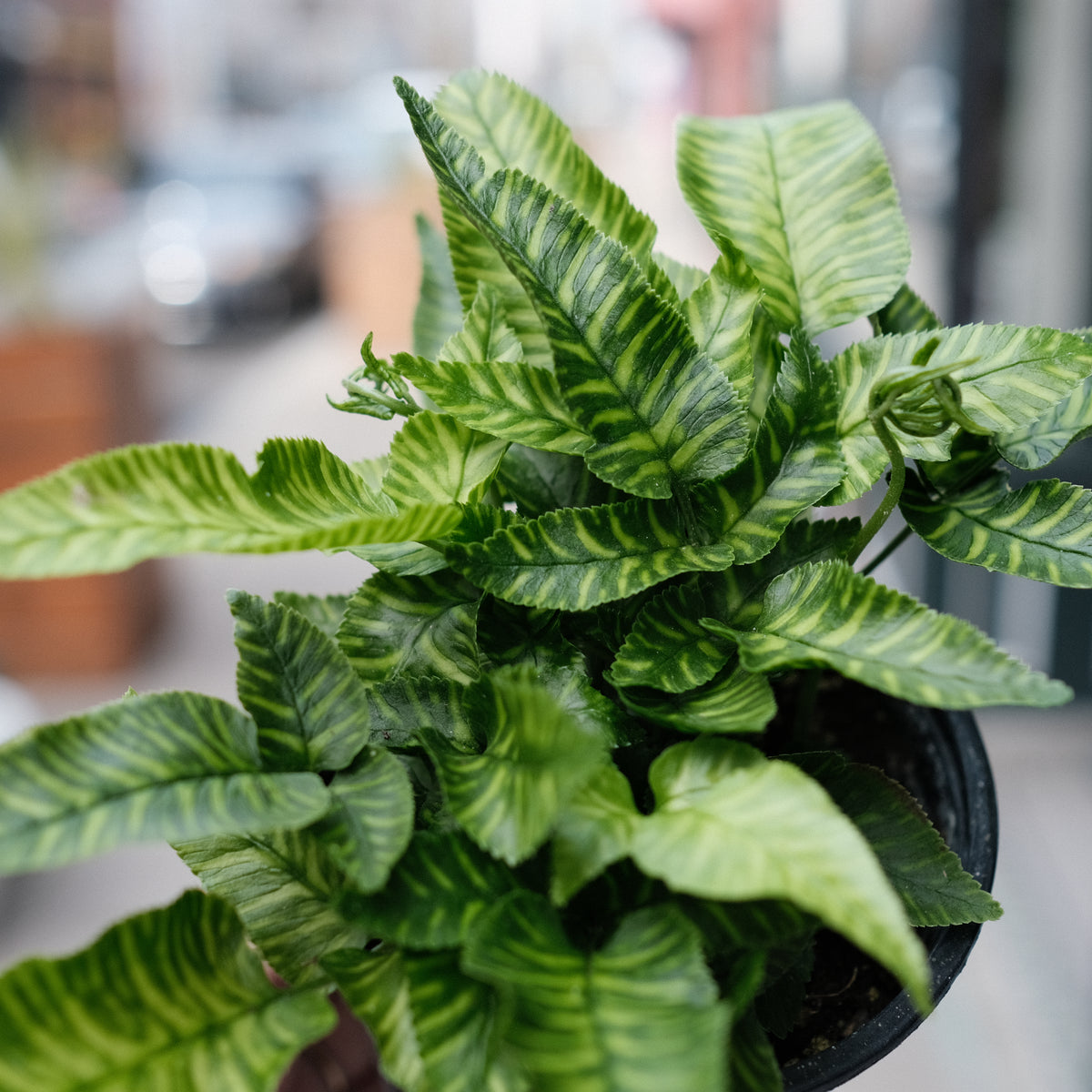 ‘Golden Zebra’ Fern – Bark & Vine