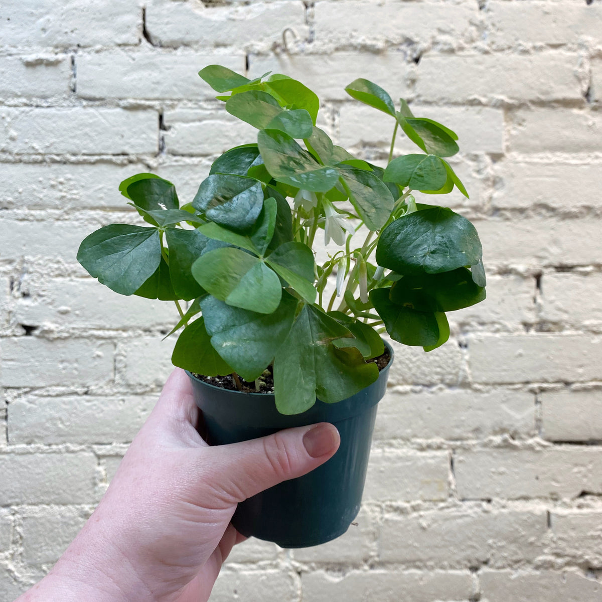 Green Oxalis 'Shamrocks' – Bark & Vine